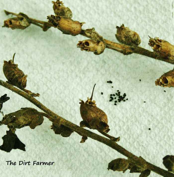 How to Grow Snapdragon - HubPages