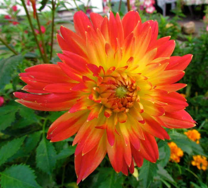 What are Heirloom Flower Bulbs? - HubPages