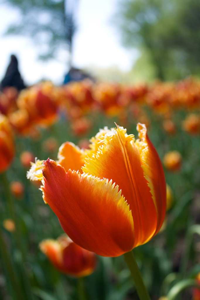 What are Heirloom Flower Bulbs? - HubPages