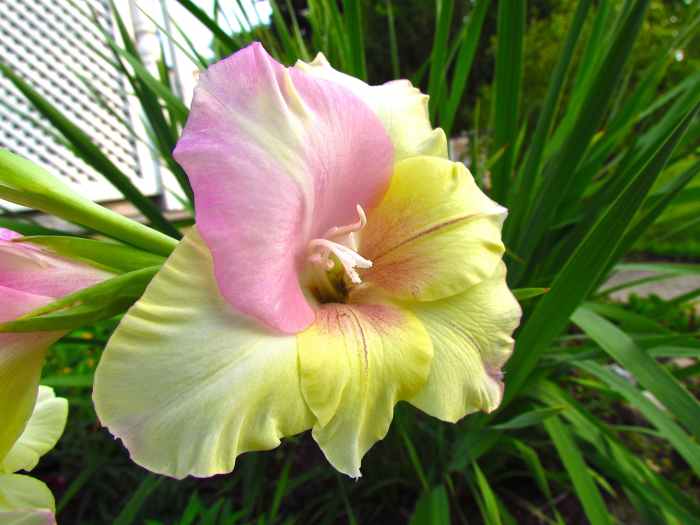 What are Heirloom Flower Bulbs? - HubPages