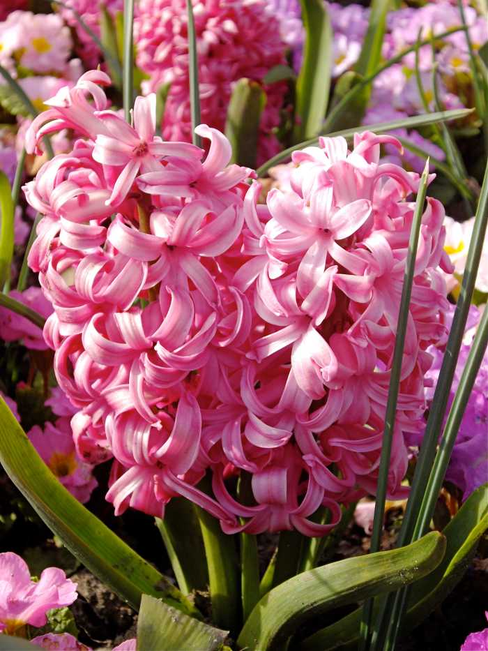 What are Heirloom Flower Bulbs? - HubPages