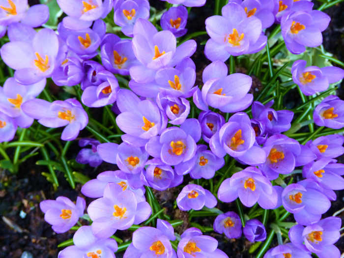 What are Heirloom Flower Bulbs? - HubPages