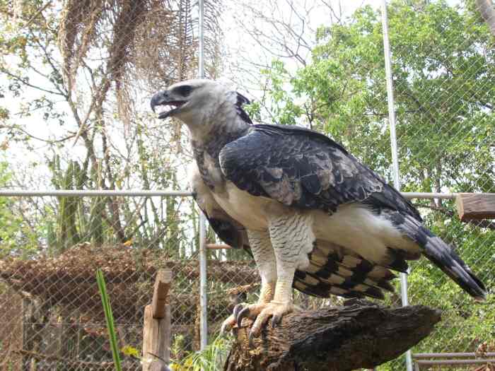 Everything You Wanted to Know About the Harpy Eagle - HubPages