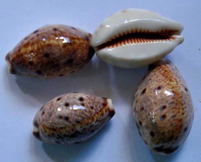 Cowrie Seashells - HubPages