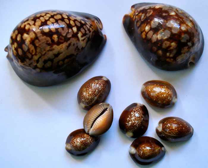 Cowrie Seashells - HubPages