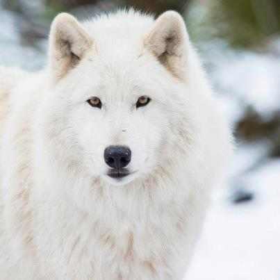 White Wolf . - HubPages
