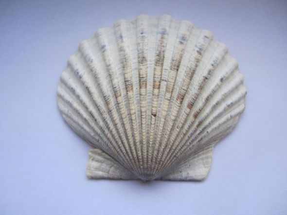 Identifying Seashells from a Beachcombing Collection - HubPages