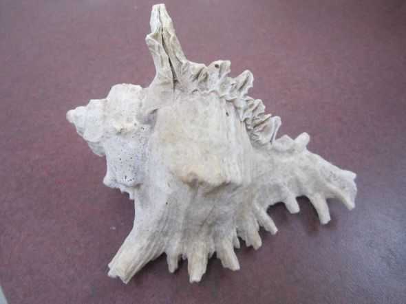 Identifying Seashells from a Beachcombing Collection - HubPages