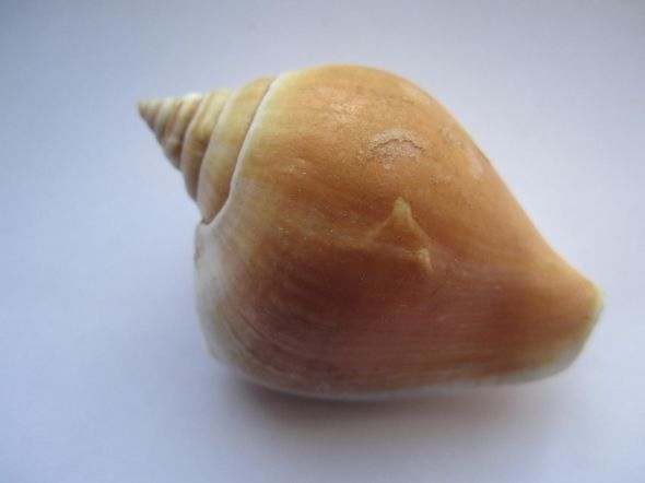 Identifying Seashells from a Beachcombing Collection - HubPages