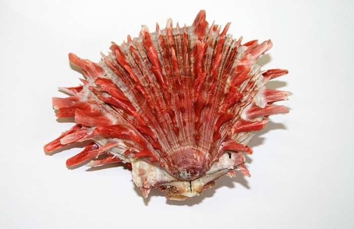 Identifying Seashells from a Beachcombing Collection - HubPages