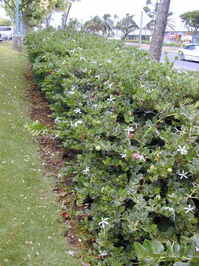 Natal Plum: Nutritional and Health Benefits of This Tropical Fruit ...