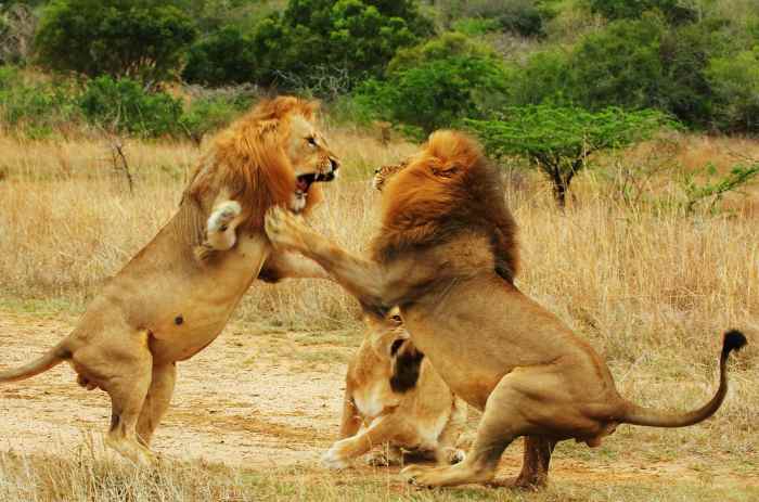 Wild Cats - Facts About the Lion - HubPages