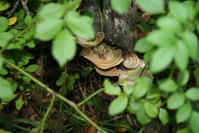 5 Things to See in Connecticut Woodlands - HubPages