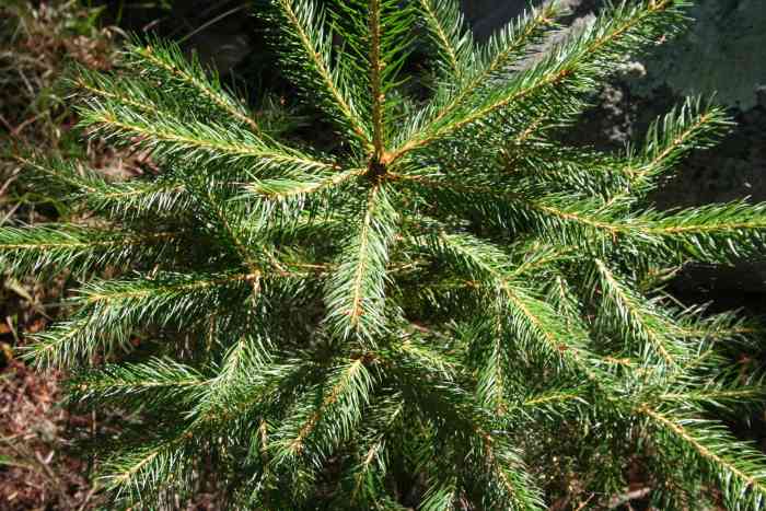 5 Things to See in Connecticut Woodlands - HubPages