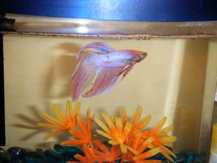 Successfully Acclimating Your Fish - HubPages