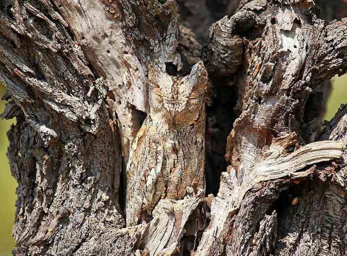 Animals that Hide : The Science of Mimicry and Camouflage - HubPages