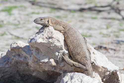 List of Animals That Hibernate in Winter - HubPages