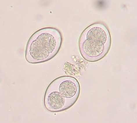 How do Dogs Get Coccidia? - HubPages