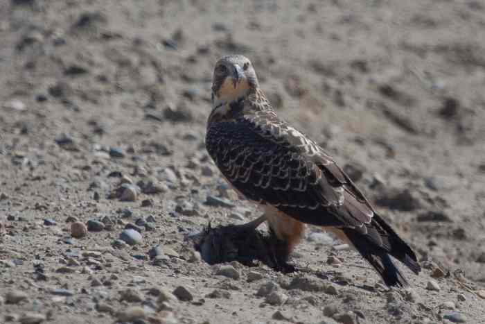 10 Amazing Predatory Birds in Action - HubPages