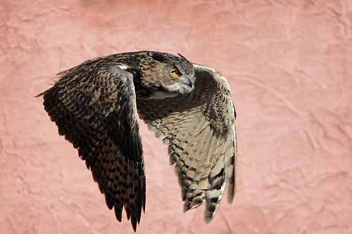 10 Amazing Predatory Birds in Action - HubPages