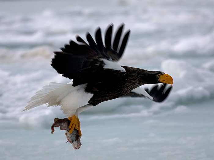10 Amazing Predatory Birds in Action - HubPages