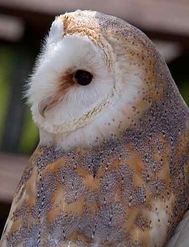 10 Amazing Predatory Birds in Action - HubPages