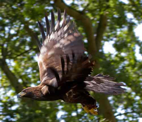 10 Amazing Predatory Birds in Action - HubPages