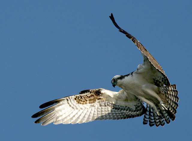 10 Amazing Predatory Birds in Action - HubPages