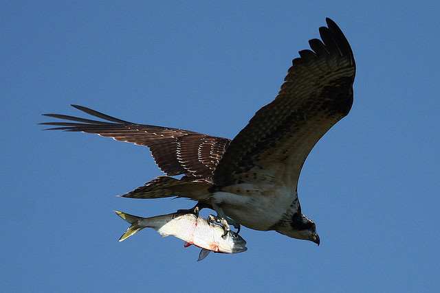 10 Amazing Predatory Birds in Action - HubPages