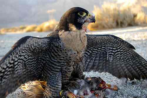 10 Amazing Predatory Birds in Action - HubPages