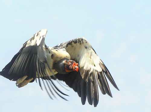 10 Amazing Predatory Birds in Action - HubPages