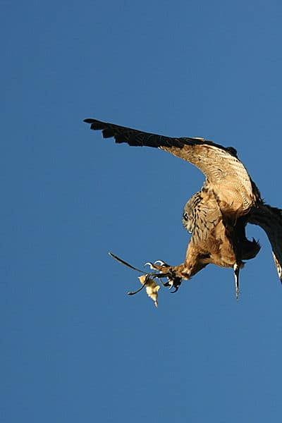 10 Amazing Predatory Birds in Action - HubPages