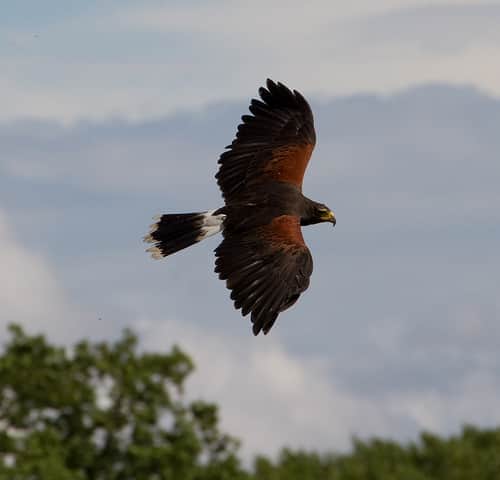 10 Amazing Predatory Birds in Action - HubPages