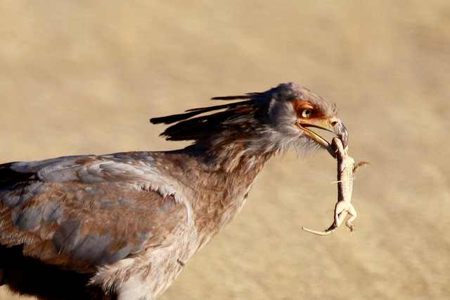 10 Amazing Predatory Birds in Action - HubPages