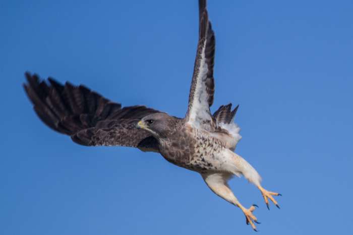 10 Amazing Predatory Birds in Action - HubPages