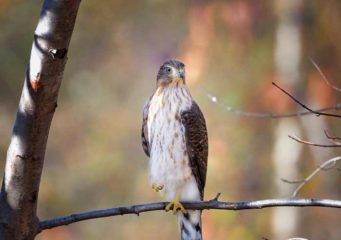 100+ Stunning Pictures of Eagles and Hawks | Eagle Photography HQ ...