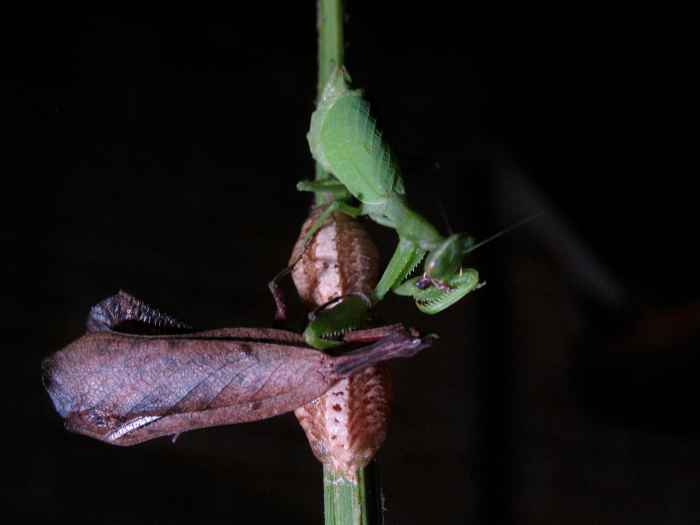 The Life Cycle of The Praying Mantis With Photos - HubPages