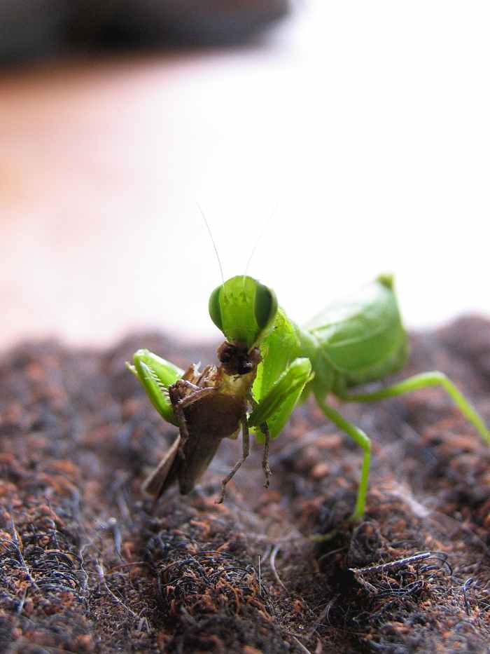 The Life Cycle of The Praying Mantis With Photos - HubPages