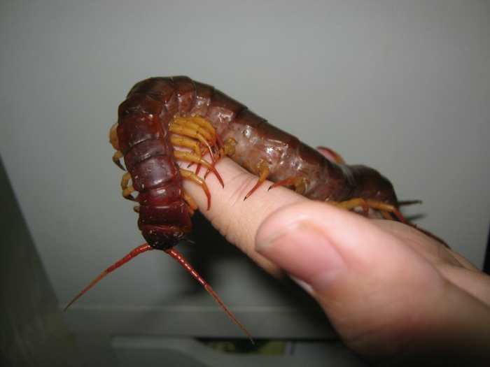 Philippines Islands Venomous Snakes and Poisonous Spiders and Other ...