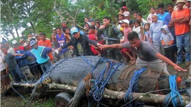 Philippines Islands Venomous Snakes and Poisonous Spiders and Other ...