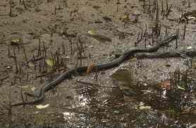 Philippines Islands Venomous Snakes and Poisonous Spiders and Other ...