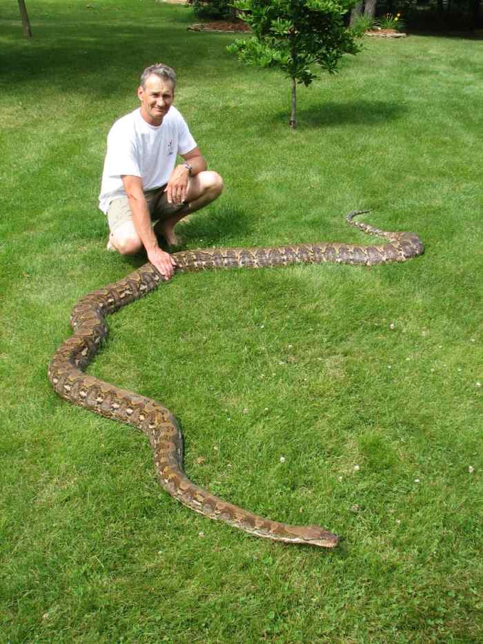 Philippines Islands Venomous Snakes and Poisonous Spiders and Other ...