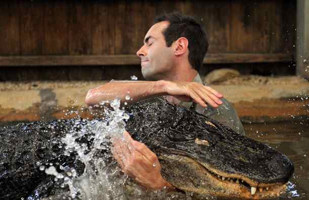 Alligator Bite Statistics and Facts About Alligators What Are the ...