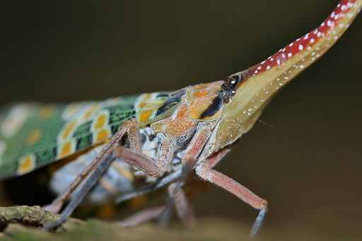 Lantern Bug Facts and Habitat: I adore Lantern Bugs - HubPages