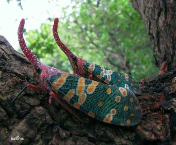 Lantern Bug Facts and Habitat: I adore Lantern Bugs - HubPages