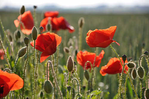 Discover Different Kinds Of Poppies - HubPages