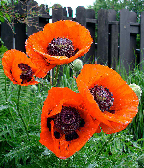 Discover Different Kinds Of Poppies - HubPages