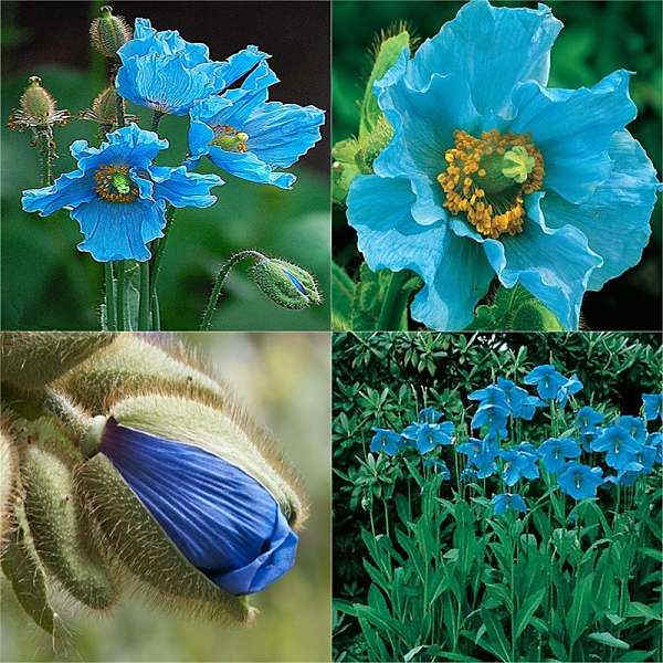 Discover Different Kinds Of Poppies - HubPages