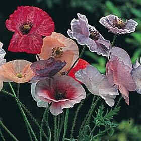 Discover Different Kinds Of Poppies - HubPages