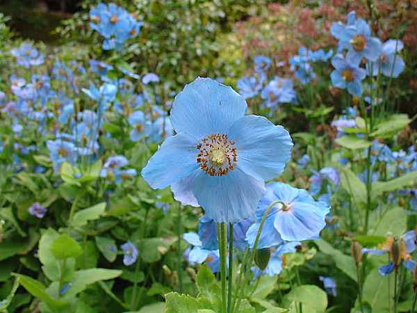 Discover Different Kinds Of Poppies - HubPages